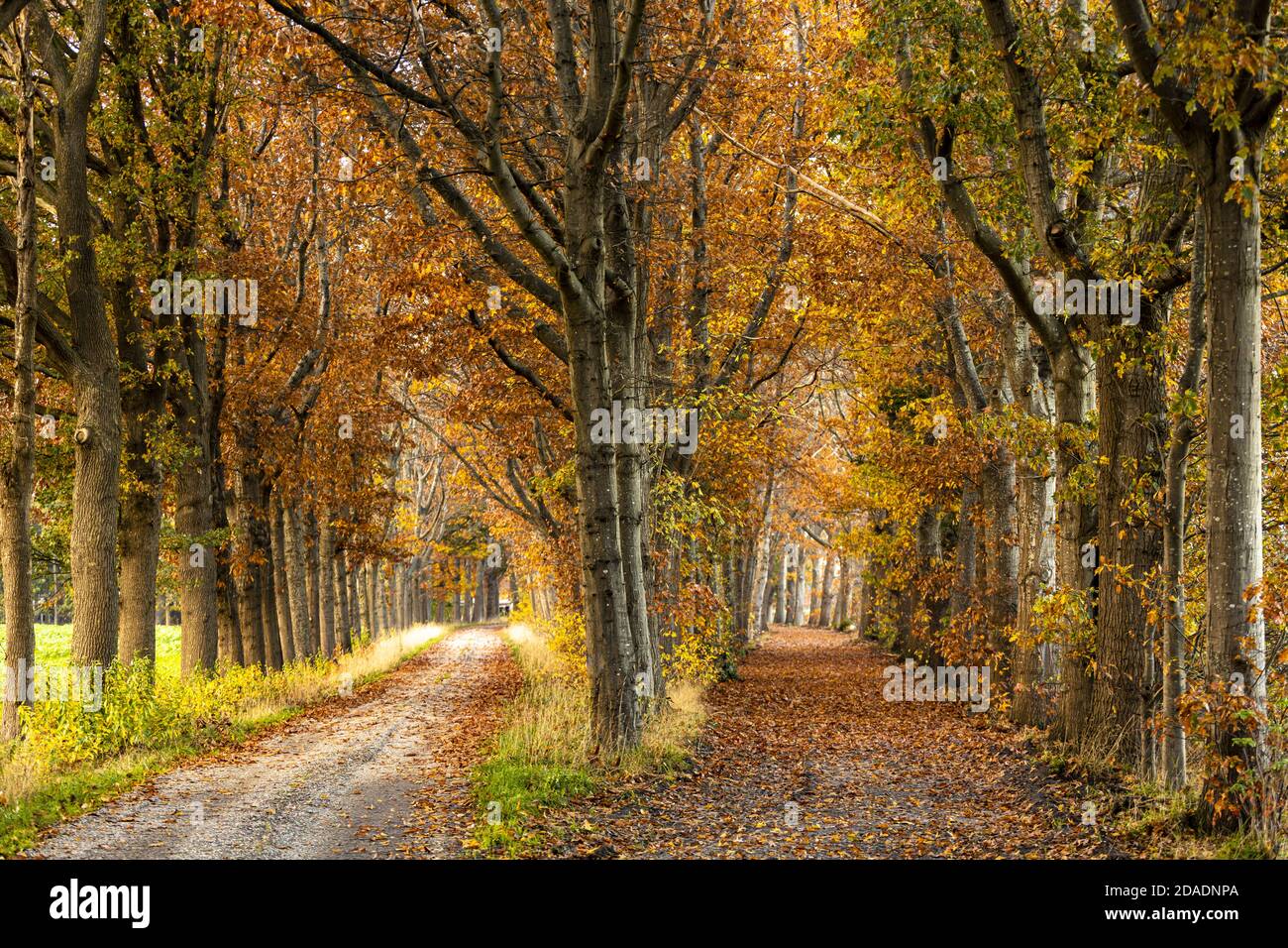 Lane forest leafs fall hi-res stock photography and images - Alamy