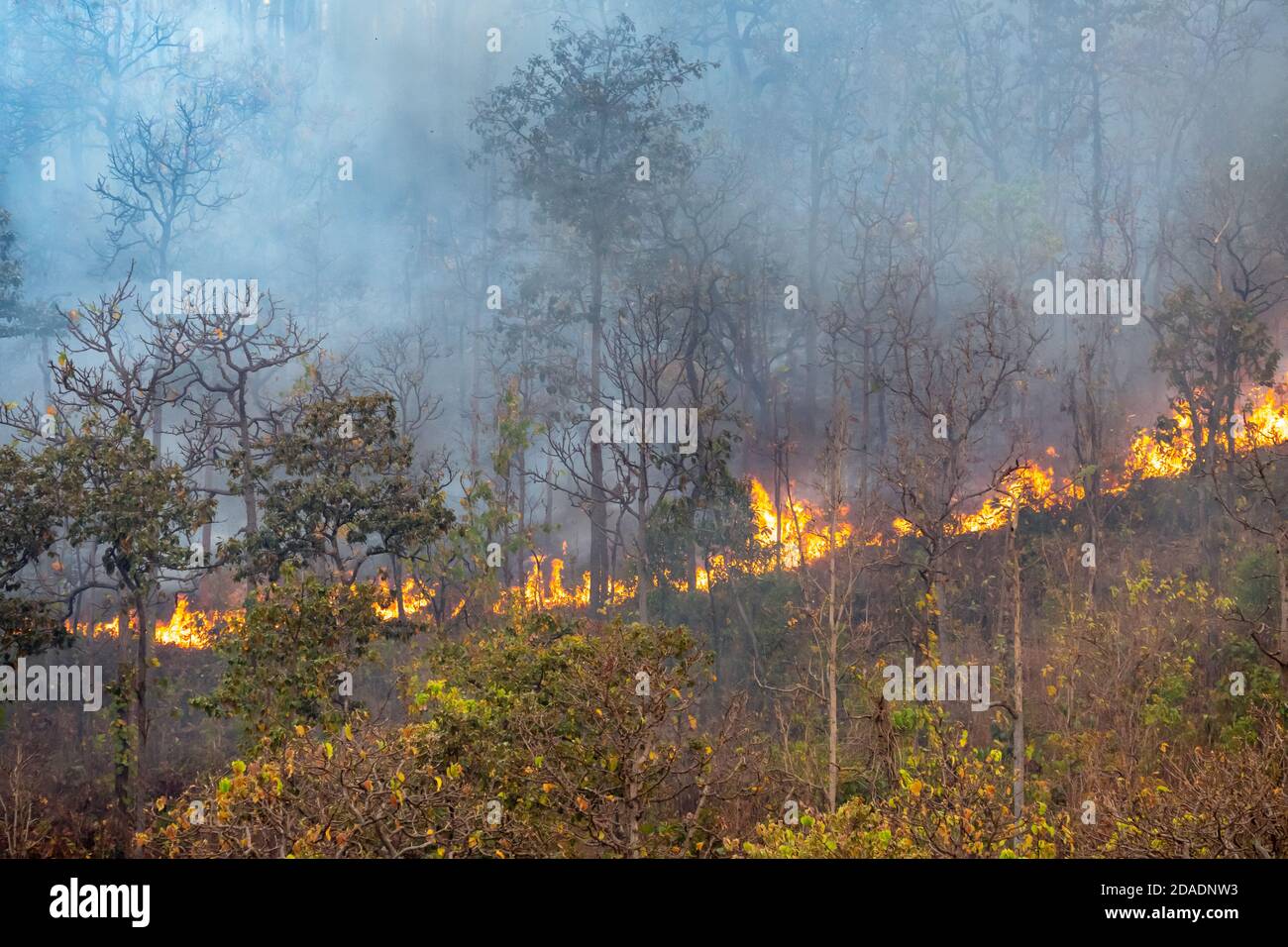 Rain forest fire disaster is burning caused by humans Stock Photo - Alamy