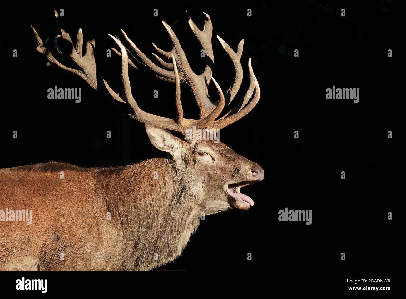 Red deer in its natural habitat in Denmark Stock Photo - Alamy