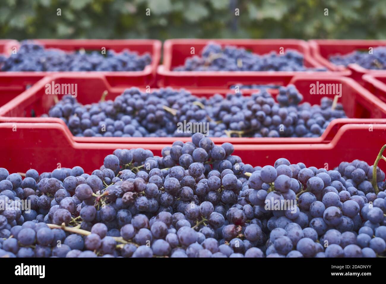Shot of harvested grapes in special red boxes Stock Photo - Alamy