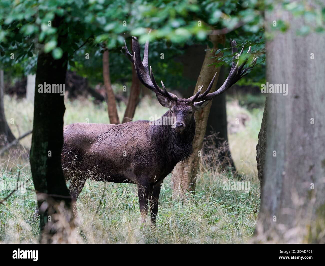 Red deer in its natural habitat in Denmark Stock Photo - Alamy