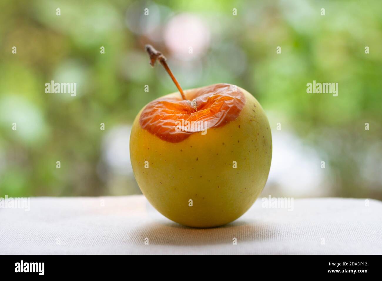 Rotten fruit hi-res stock photography and images - Alamy