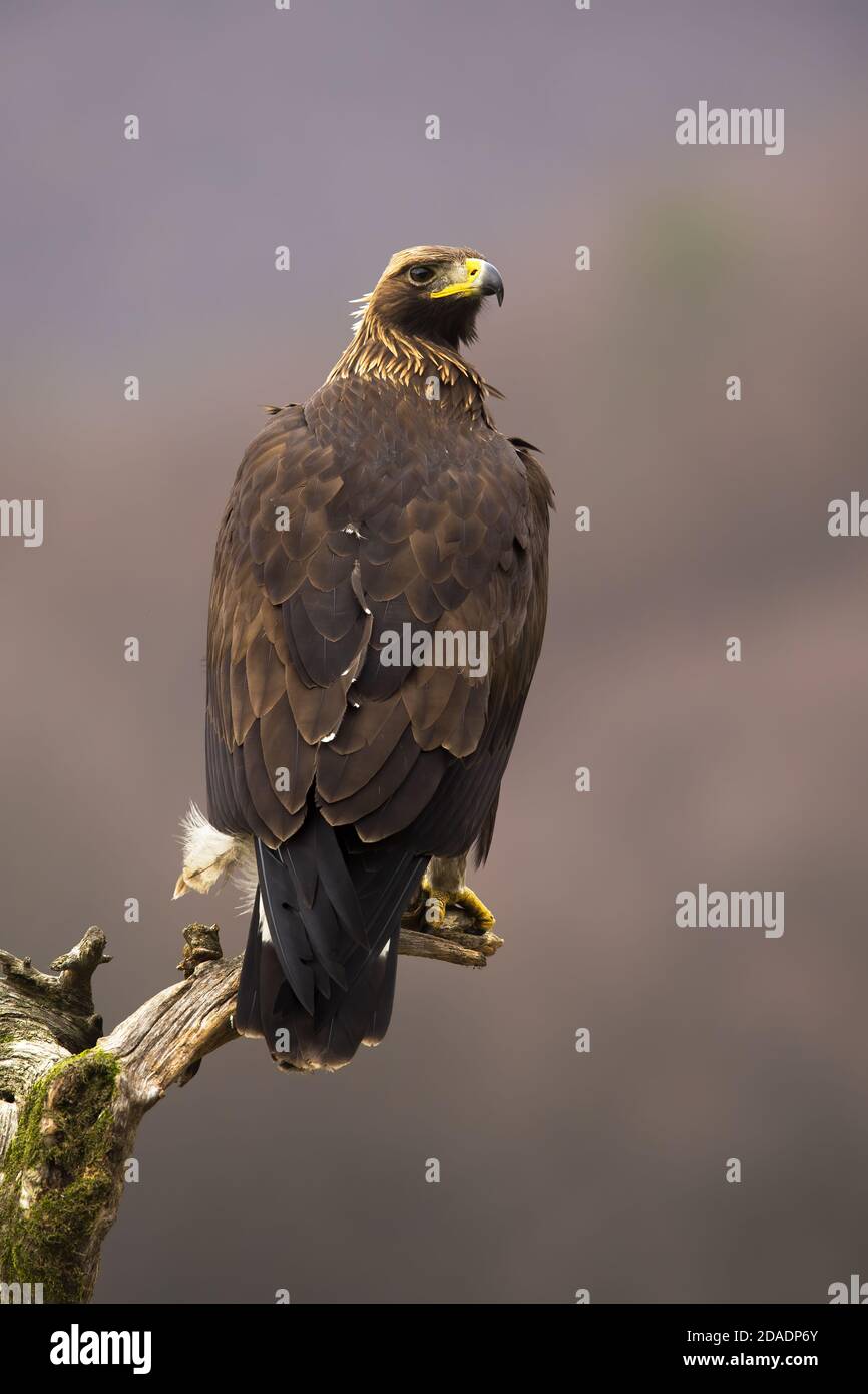 Impressive golden eagle sitting on a treetop in vertical composition ...