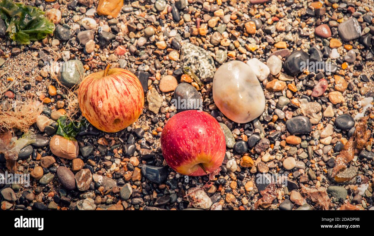 Sea apples hi-res stock photography and images - Alamy