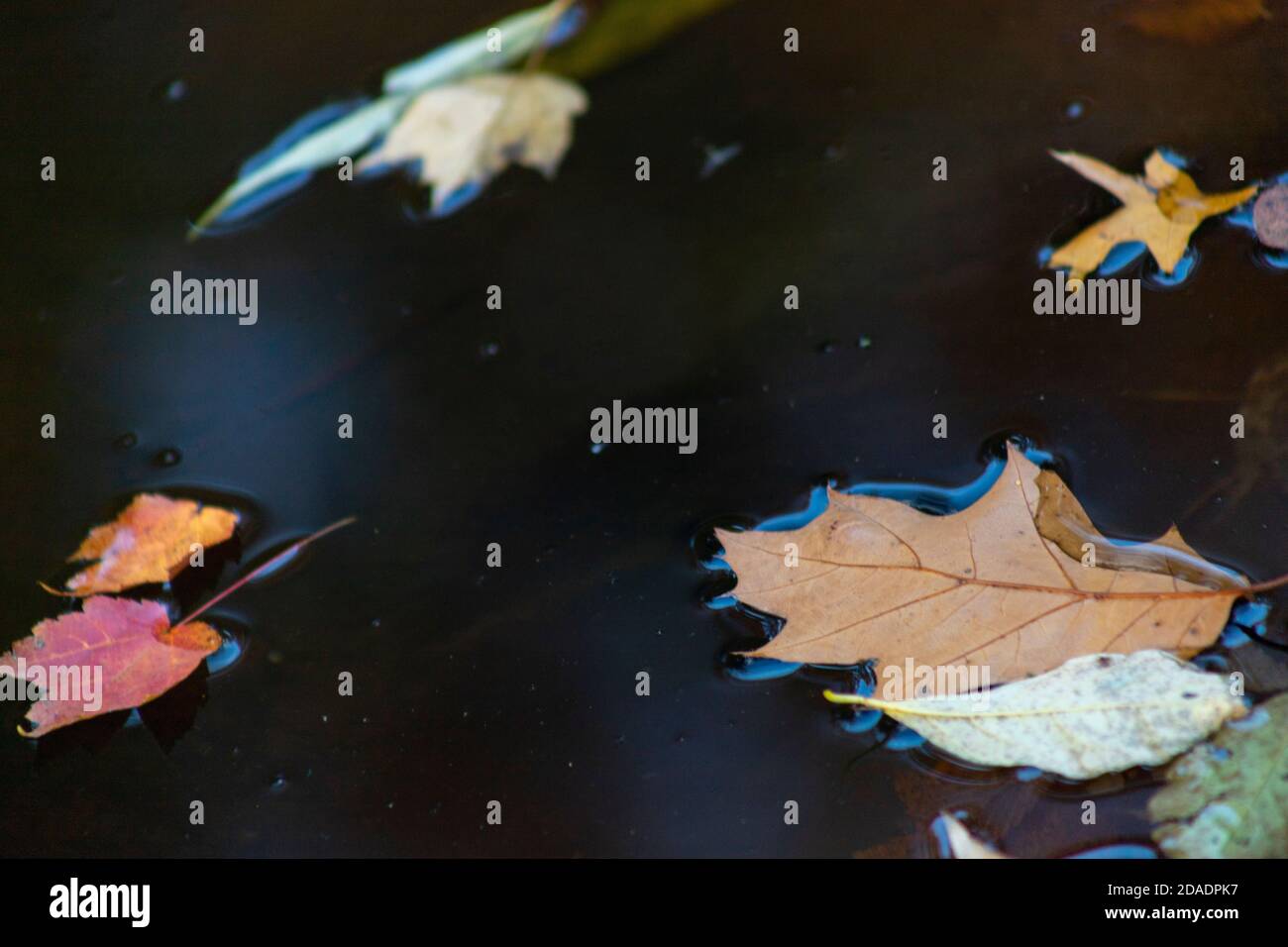 Colorful fallen leaves float across the reflective surface of a pond on an autumn afternoon in ...