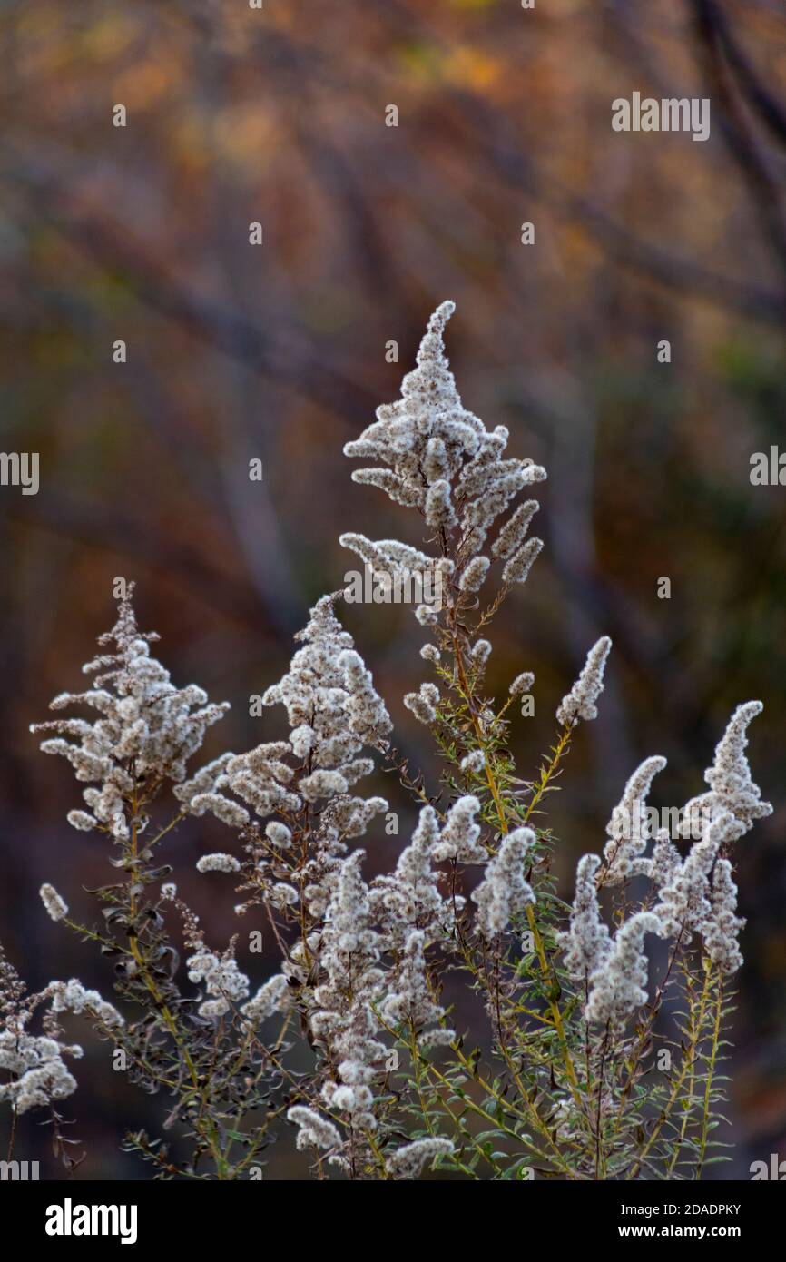 Fluffy white and grey seed heads form peaked shapes against a ...