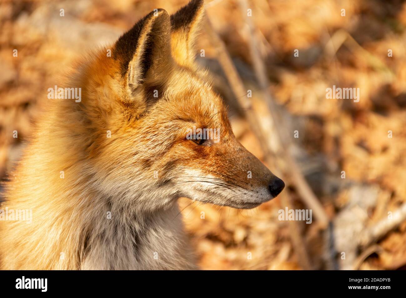 A fox among dry autumn grass at Cape Tobizin on Russian Island in ...