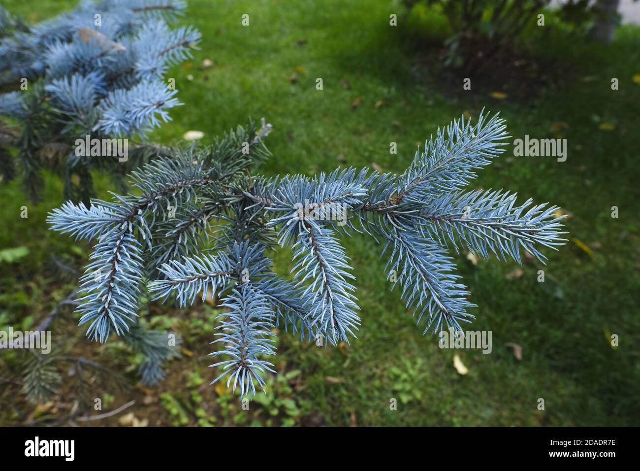 Blue spruce tree close hi-res stock photography and images - Alamy