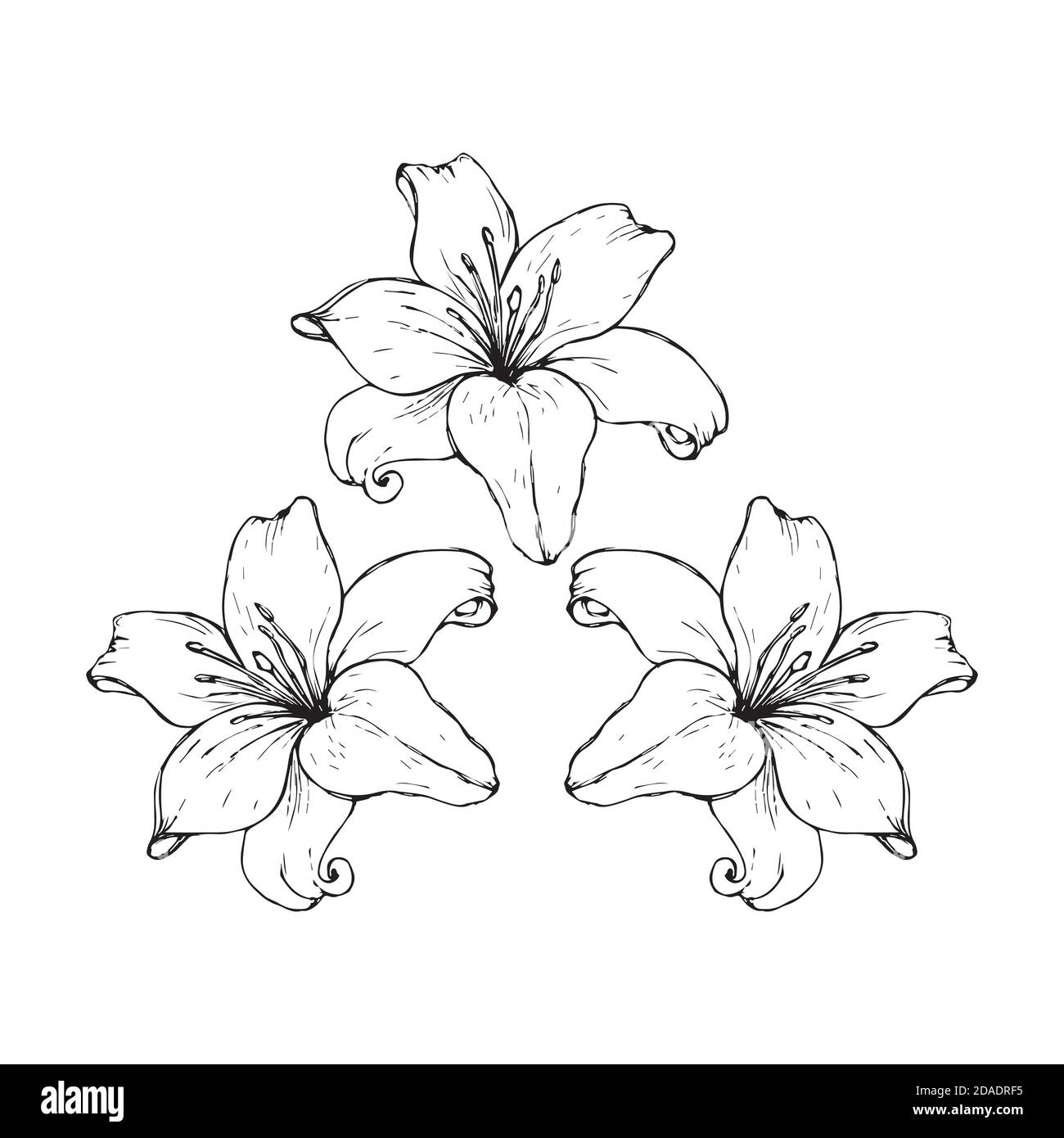 Vector black contour of lily flowers isolated on a white background ...