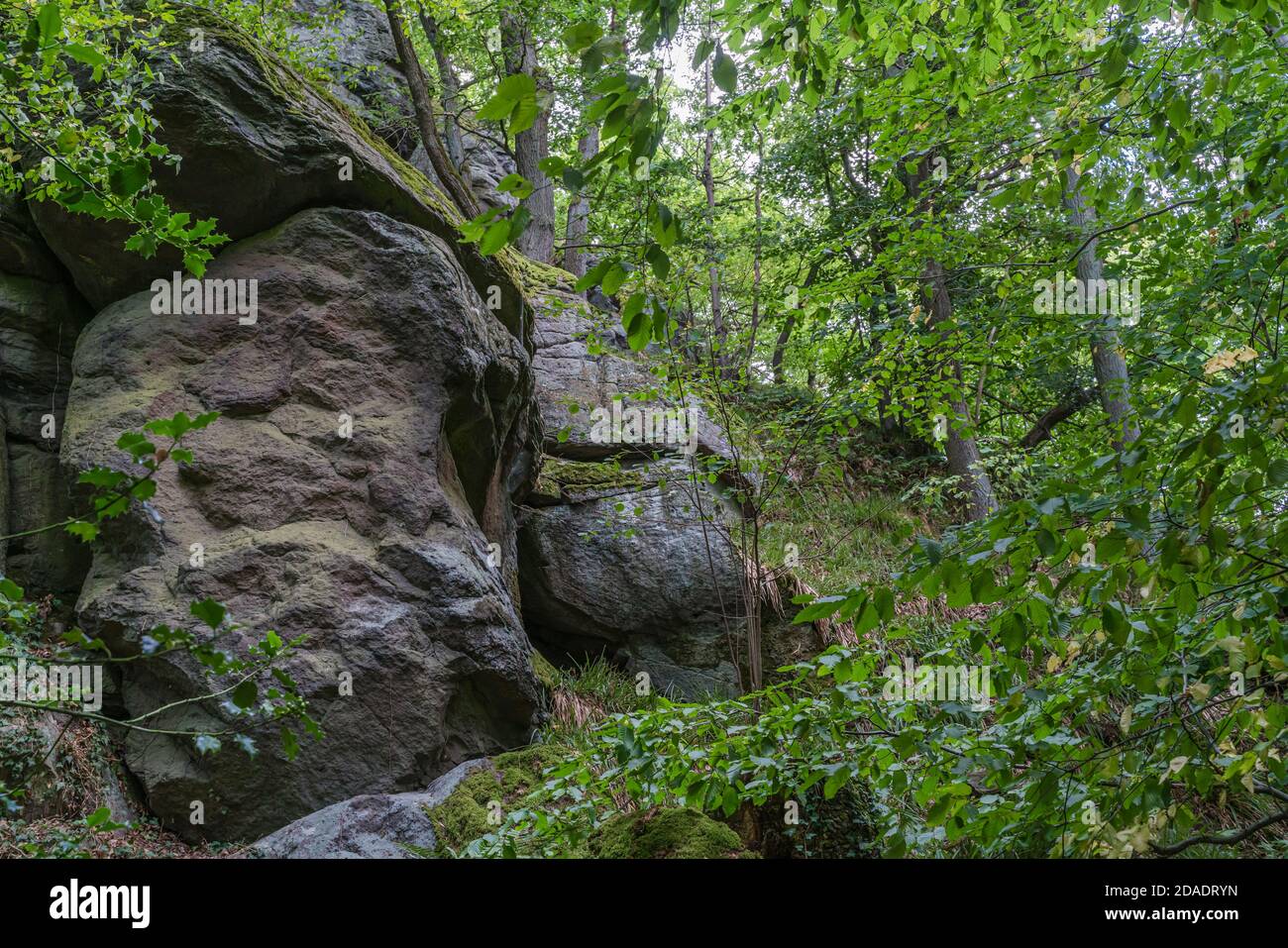 View along on a overgrown rock wall in a forest in Summer Stock Photo ...