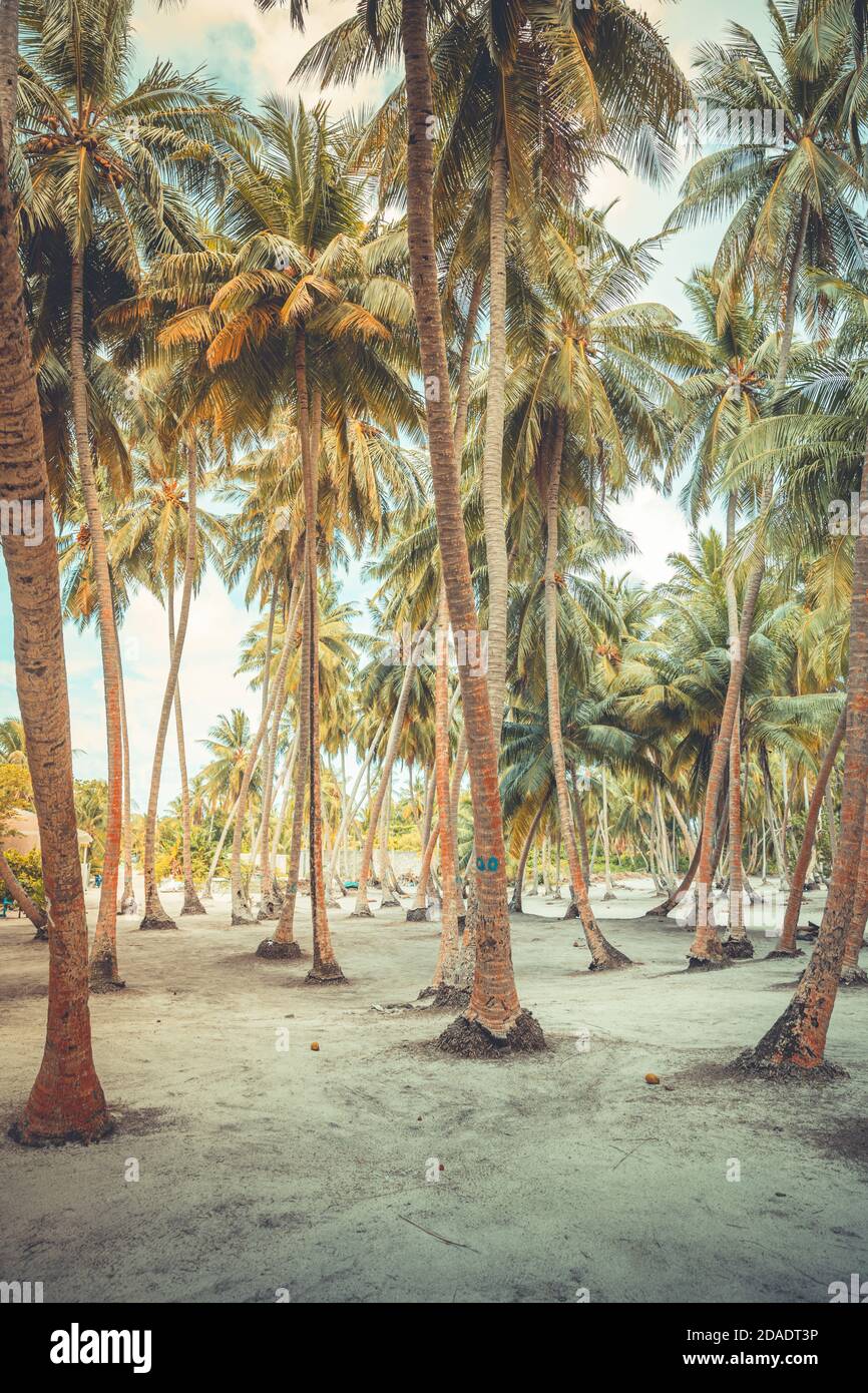 Coco palms hi-res stock photography and images - Alamy