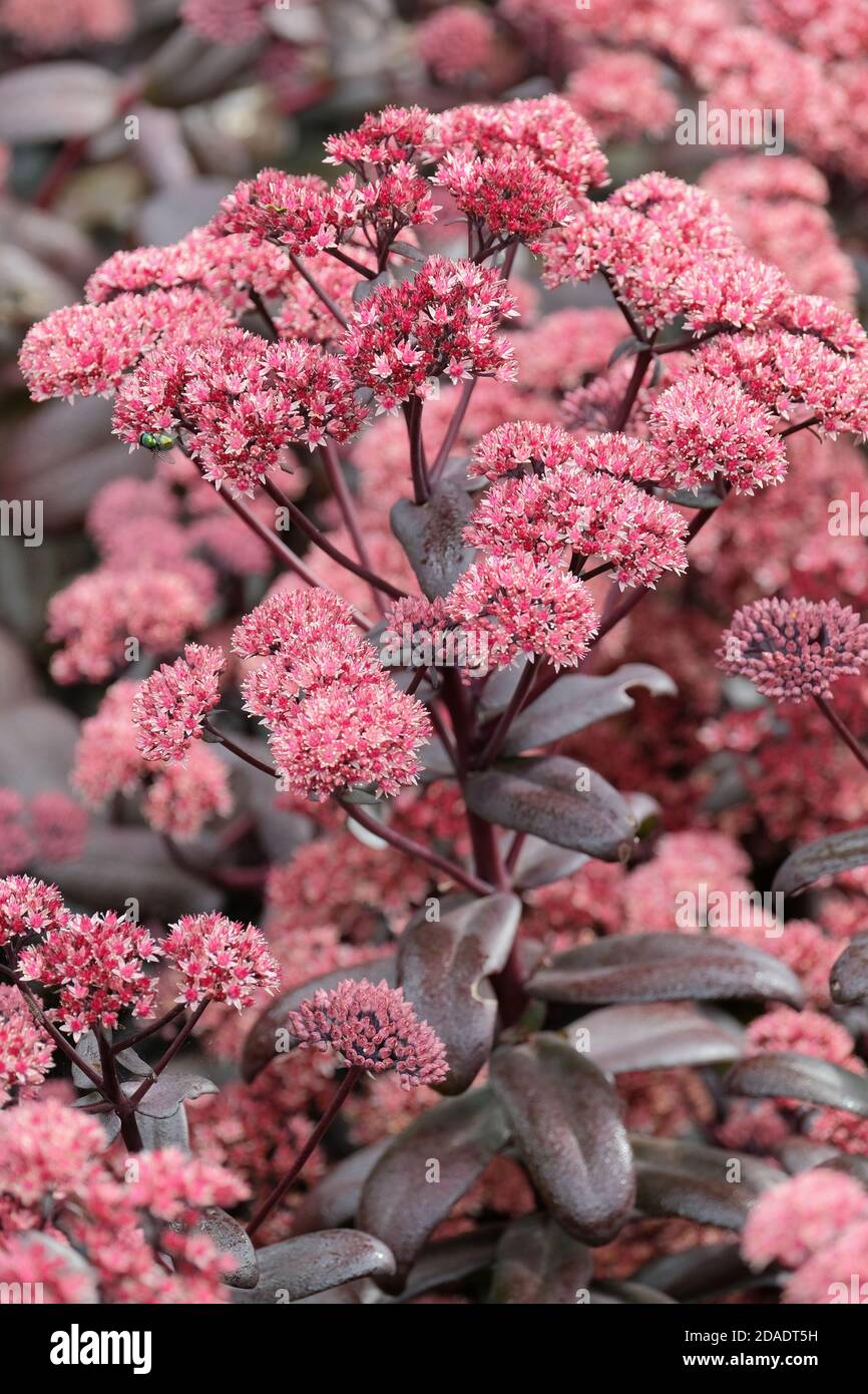 Rose pink flowers of Hylotelephium telephium 'Desert Black'. Sedum, or ...