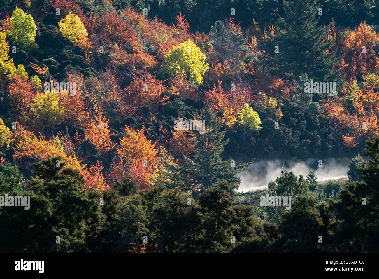 Hanmer forest park hi-res stock photography and images - Alamy