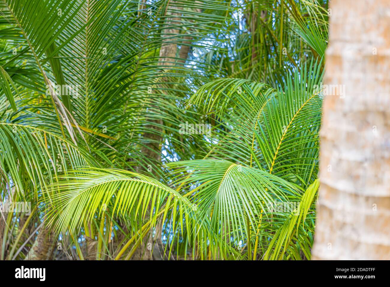 Palm branches, tropical jungle with green palm leaves. Rainforest ...
