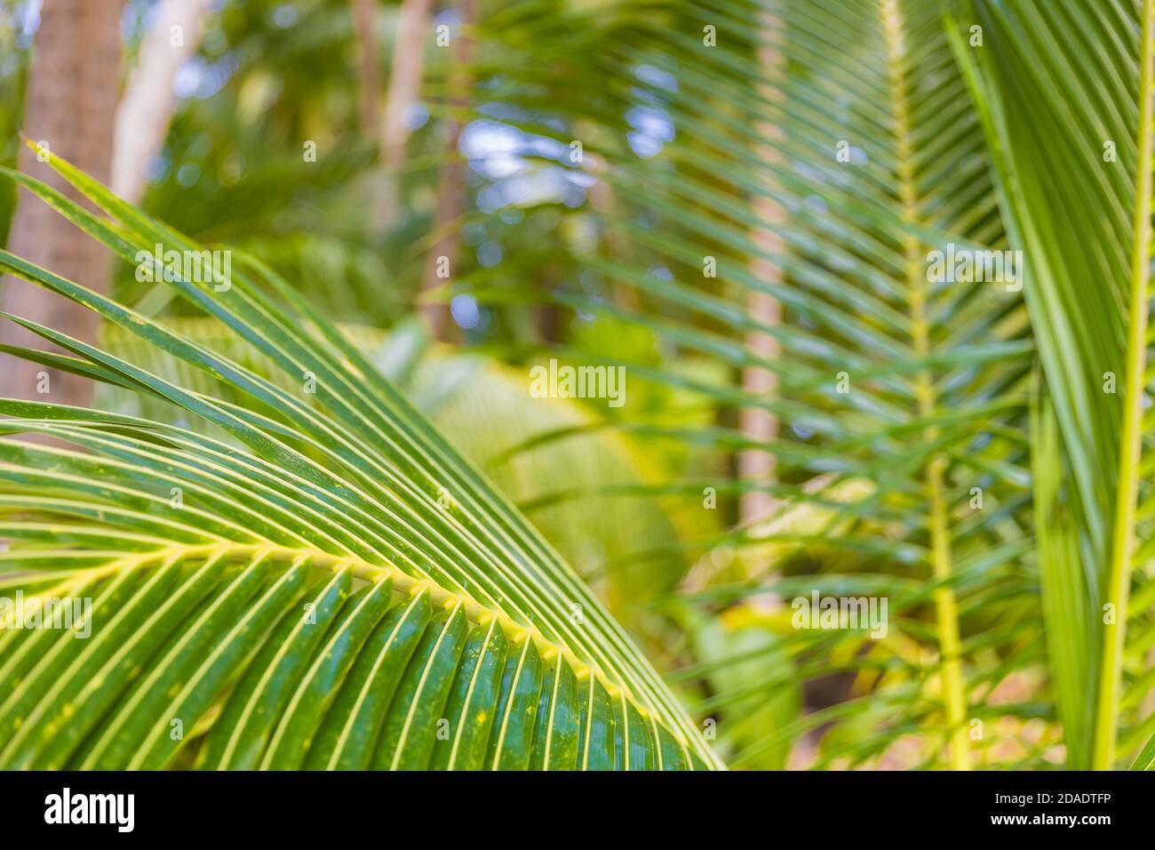 Palm branches, tropical jungle with green palm leaves. Rainforest ...