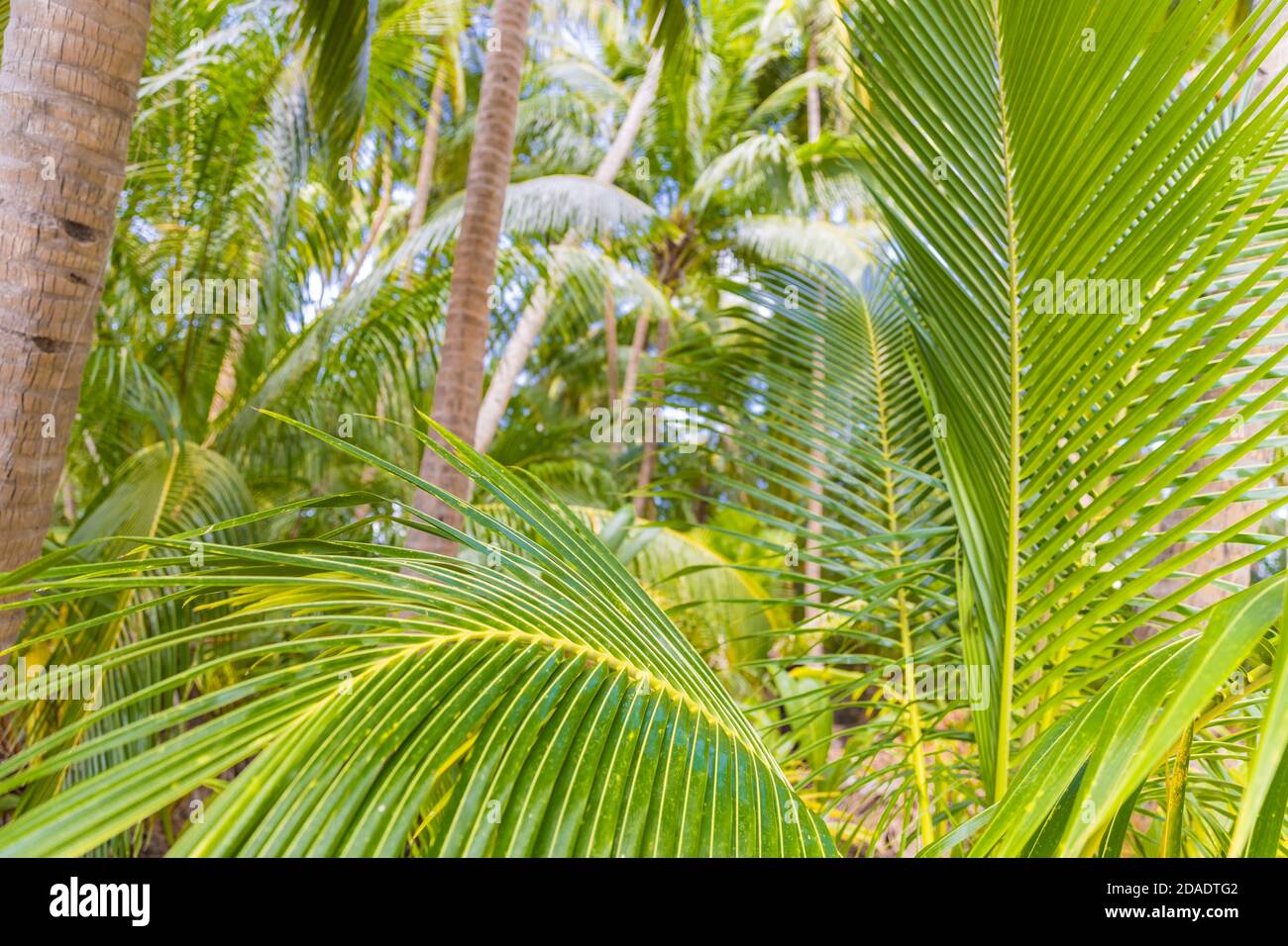 Palm branches, tropical jungle with green palm leaves. Rainforest ...