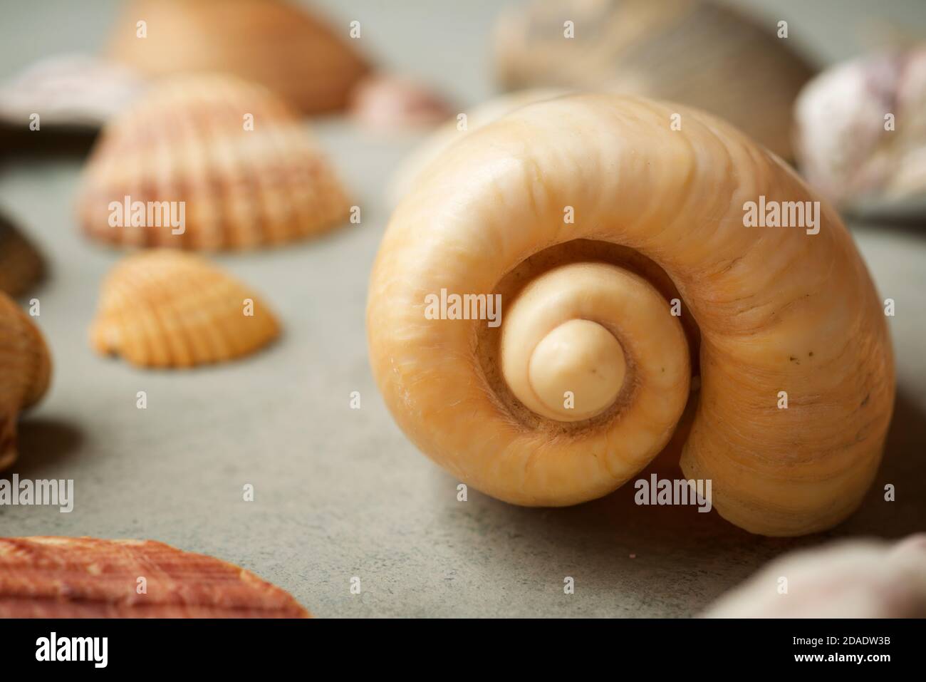 Collection of shells on a stone table Stock Photo - Alamy