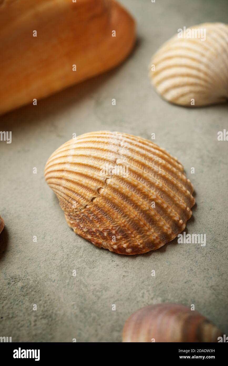 Collection of shells on a stone table Stock Photo - Alamy