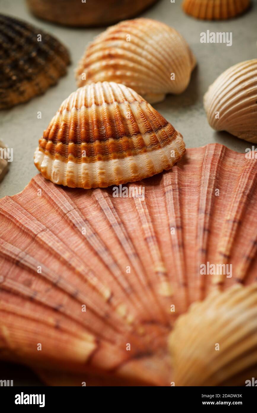 Collection of shells on a stone table Stock Photo - Alamy