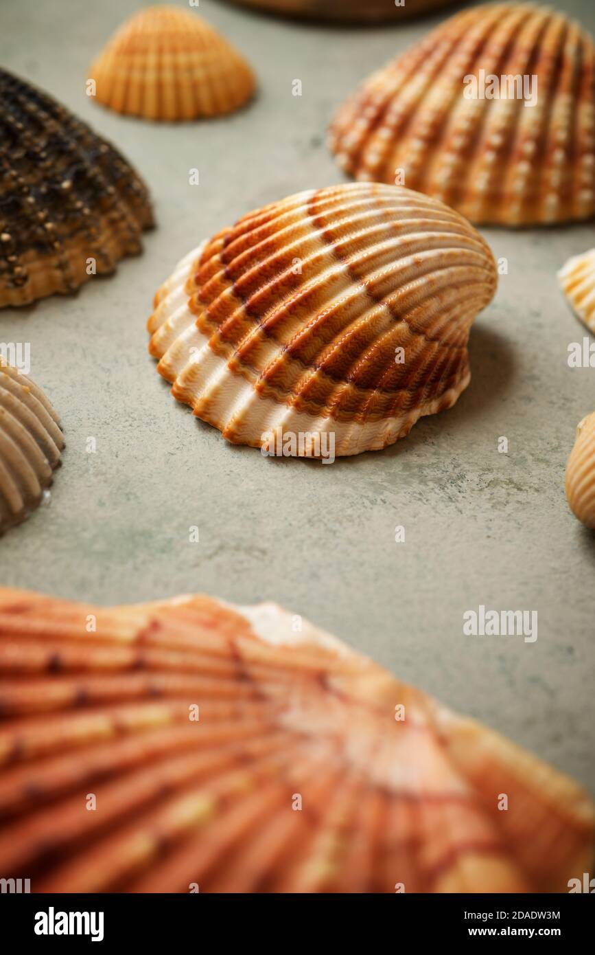 Collection of shells on a stone table Stock Photo - Alamy