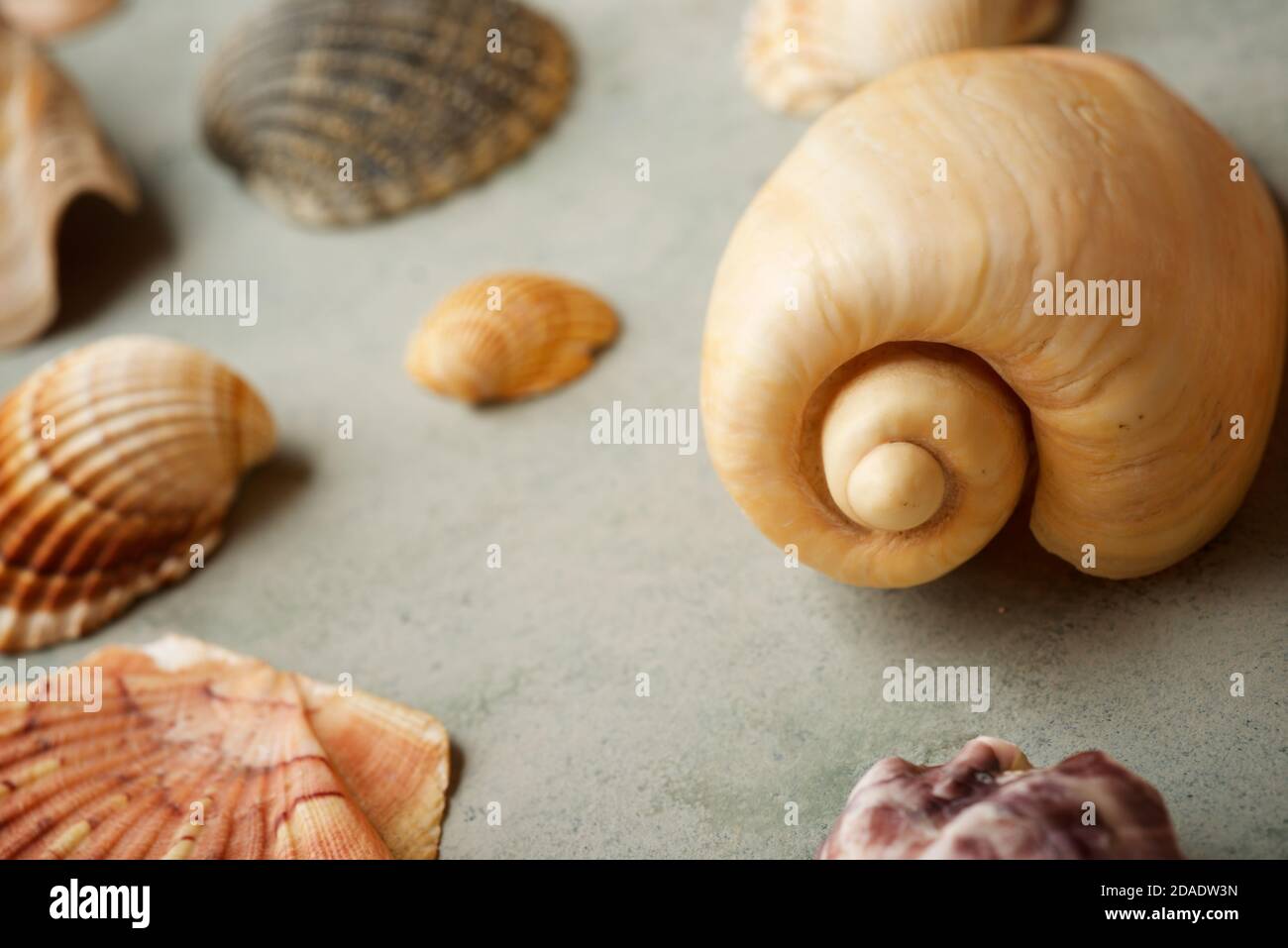 Collection of shells on a stone table Stock Photo - Alamy