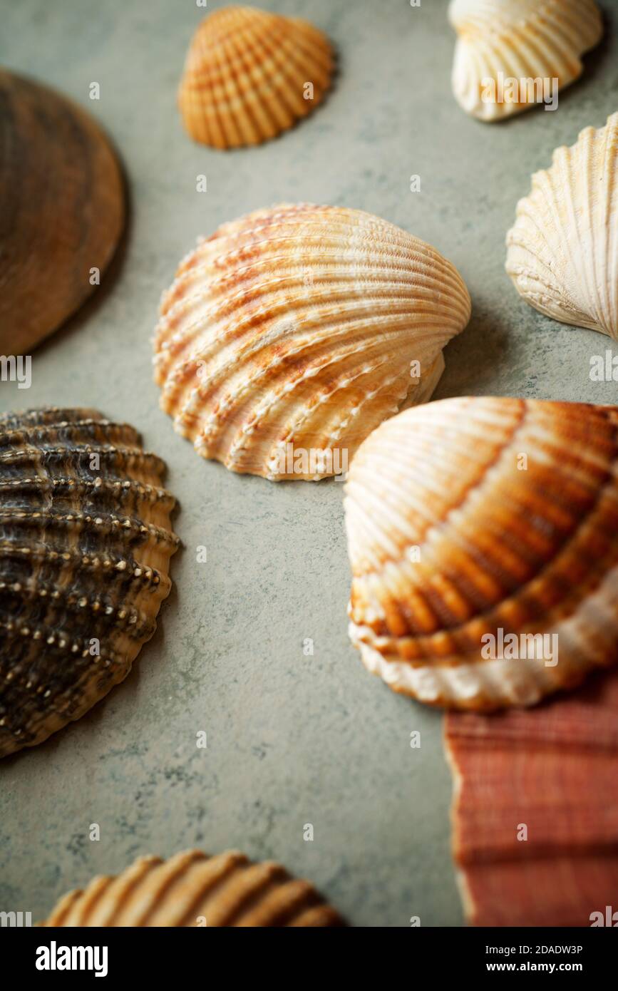 Collection of shells on a stone table Stock Photo - Alamy