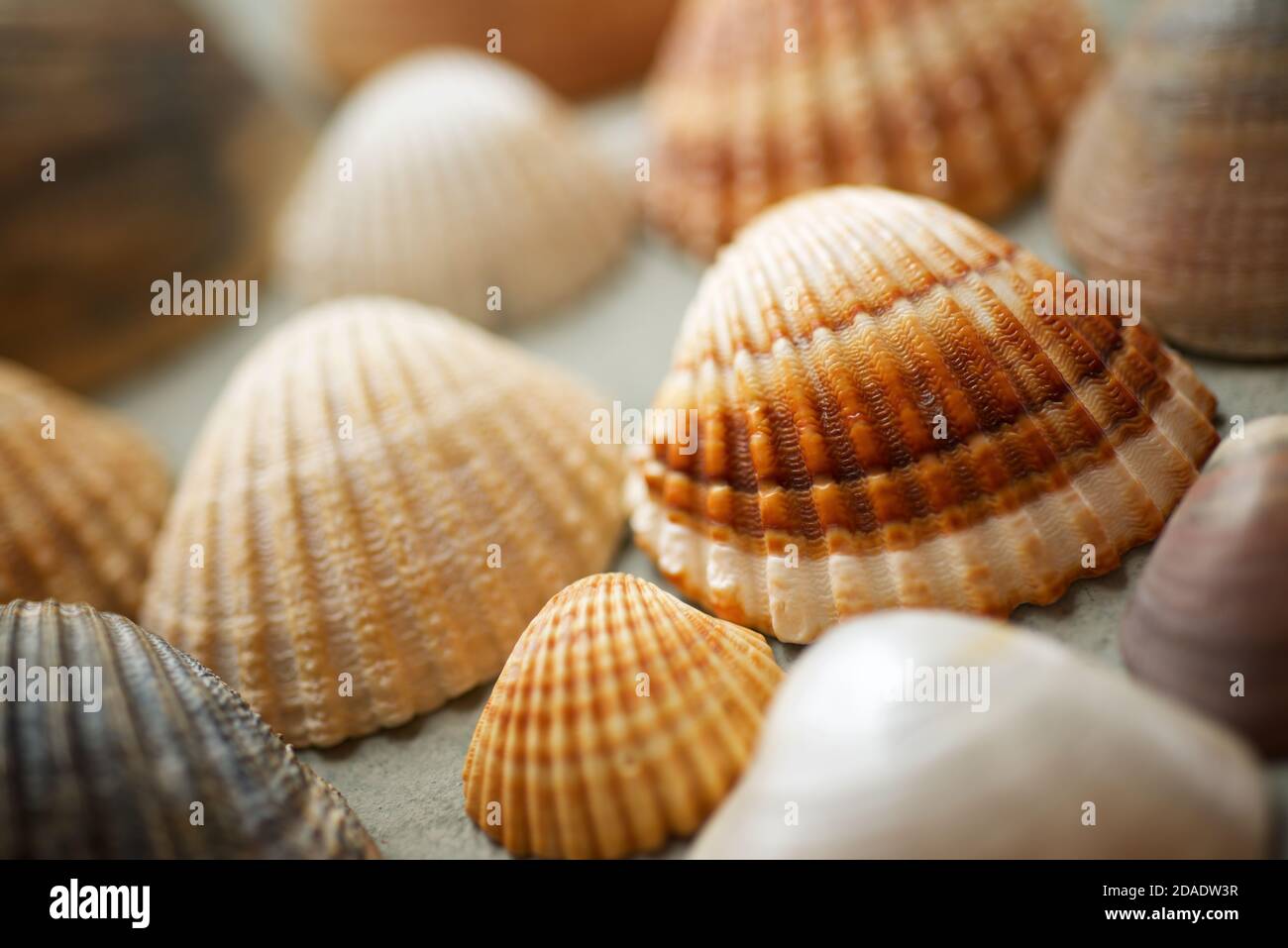 Collection of shells on a stone table Stock Photo - Alamy