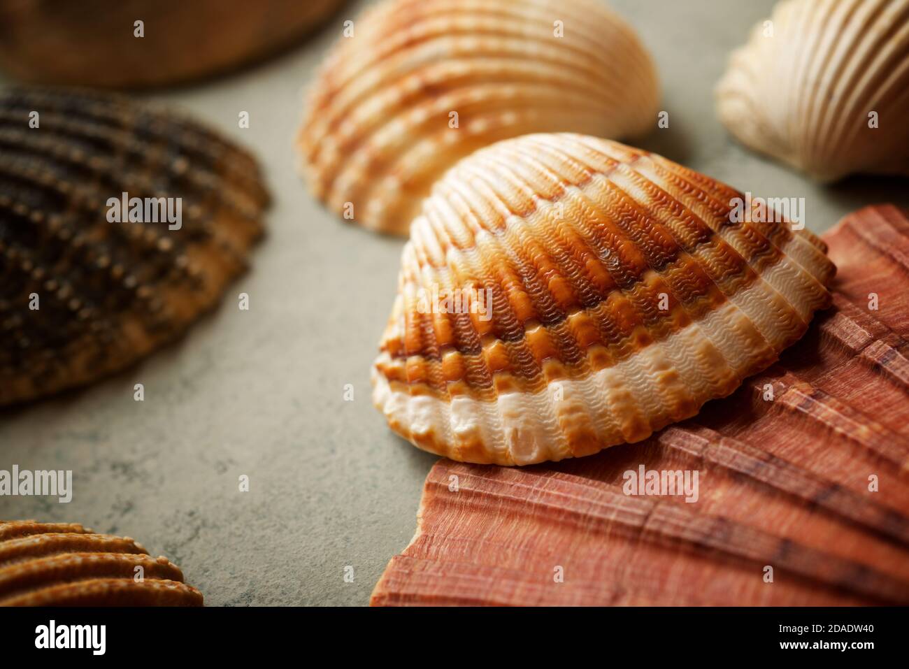 Collection of shells on a stone table Stock Photo - Alamy