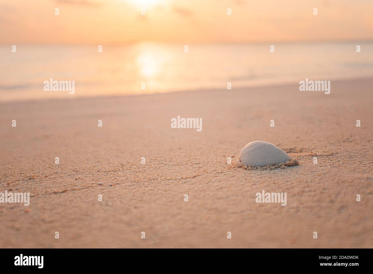 Shell on beach sunset at the sea beach In summer vacation. Exotic shell ...
