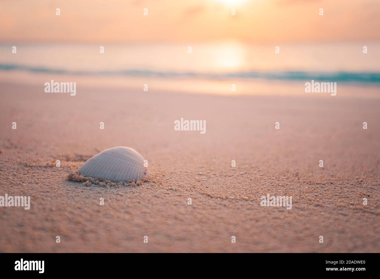 Shell on beach sunset at the sea beach In summer vacation. Exotic shell ...