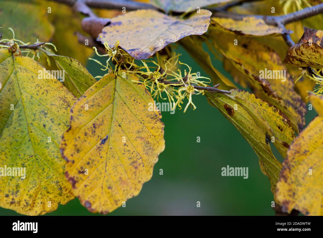 Witch hazel leaves on flowering branches change from green to yellow ...