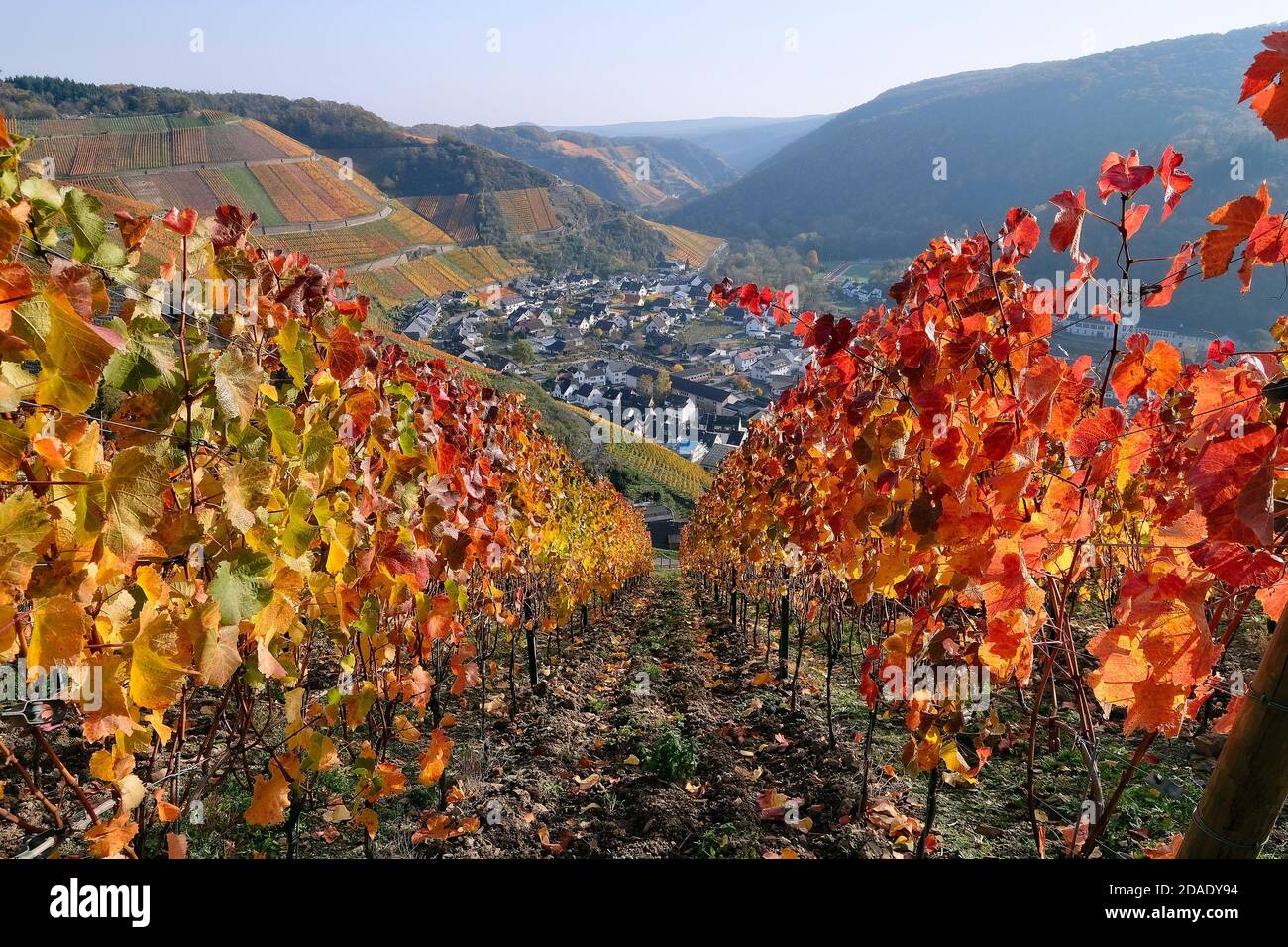 Colourful autumn atmosphere in the vineyards of the Ahr valley ...