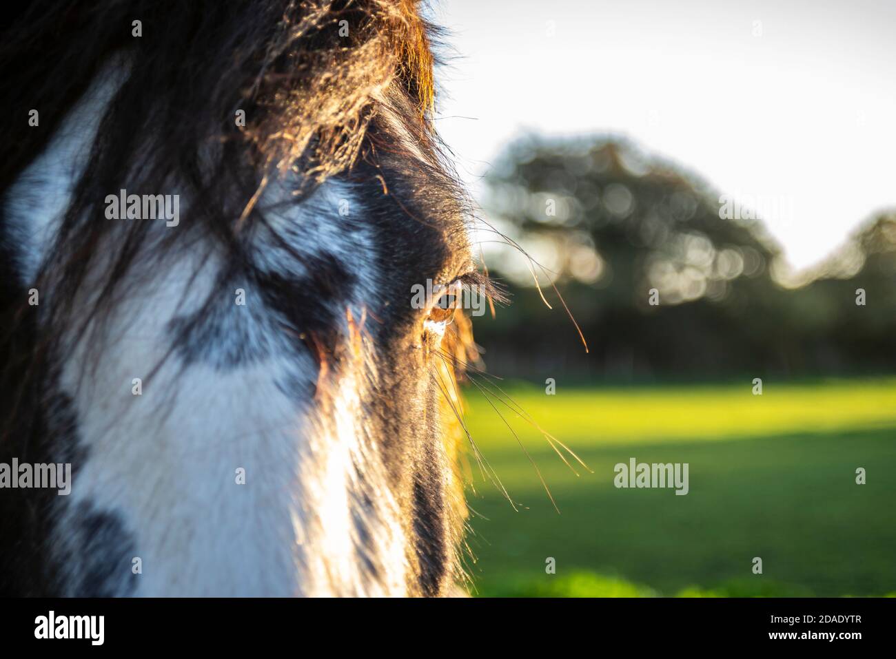 London Heathrow Airport, London, UK. 12th Nov, 2020. Horses in a field ...