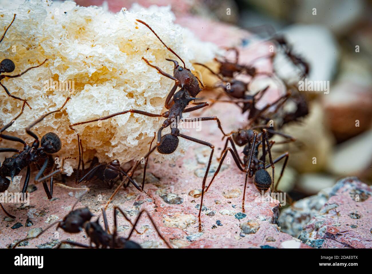 Macro photograph of leaf cutter ants on a piece of bread Stock Photo ...