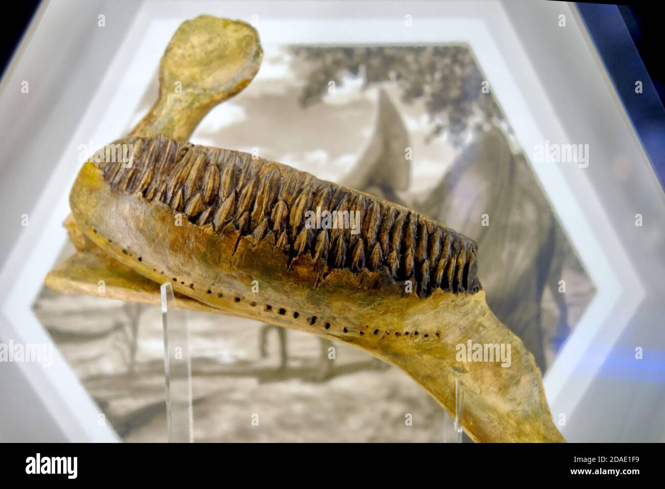 Amurosaurus is a genus of bird-like dinosaurs from the lambeosaurin ...