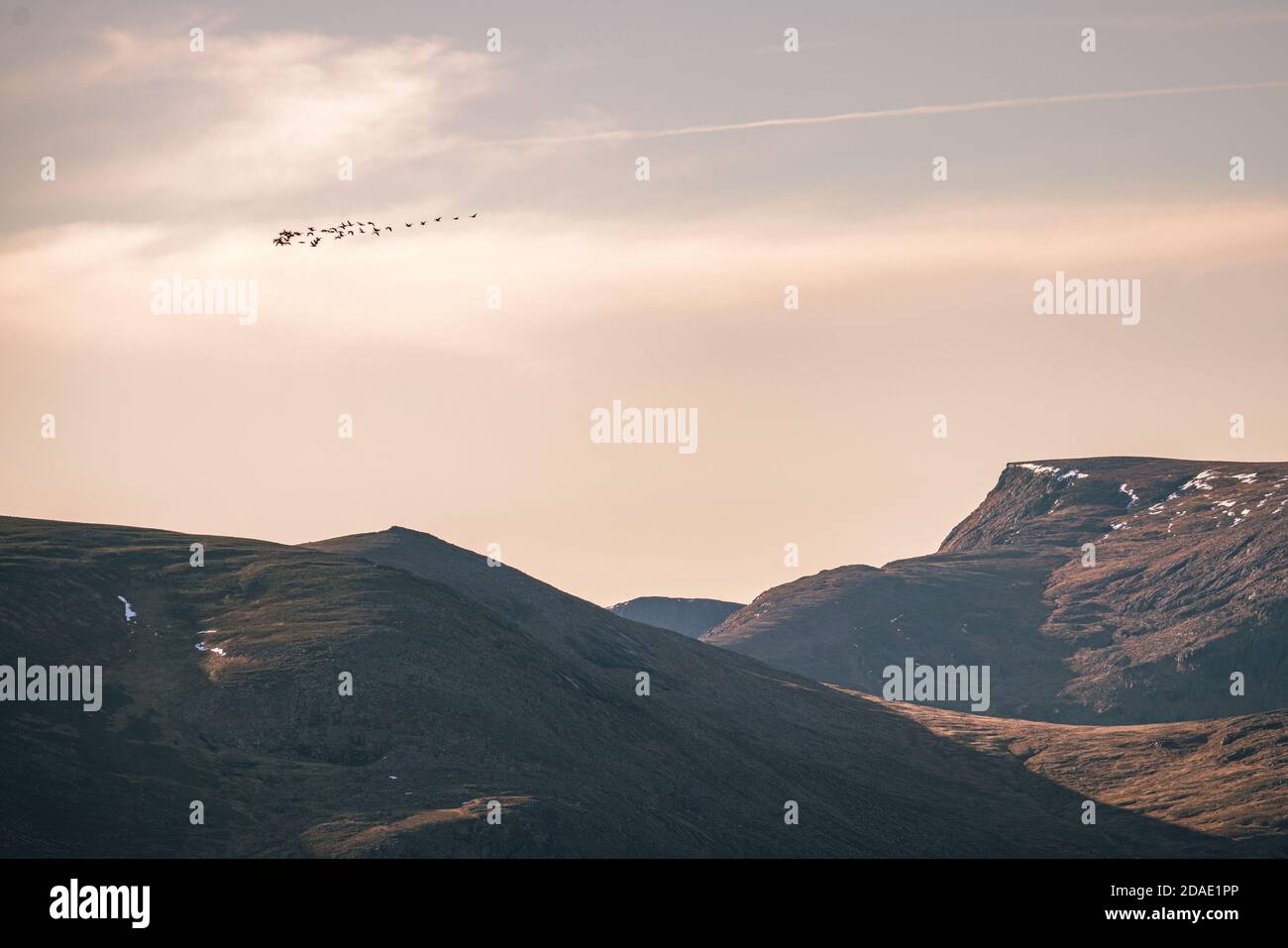 Birds migrating south over Cairngorms for winter season Stock Photo - Alamy