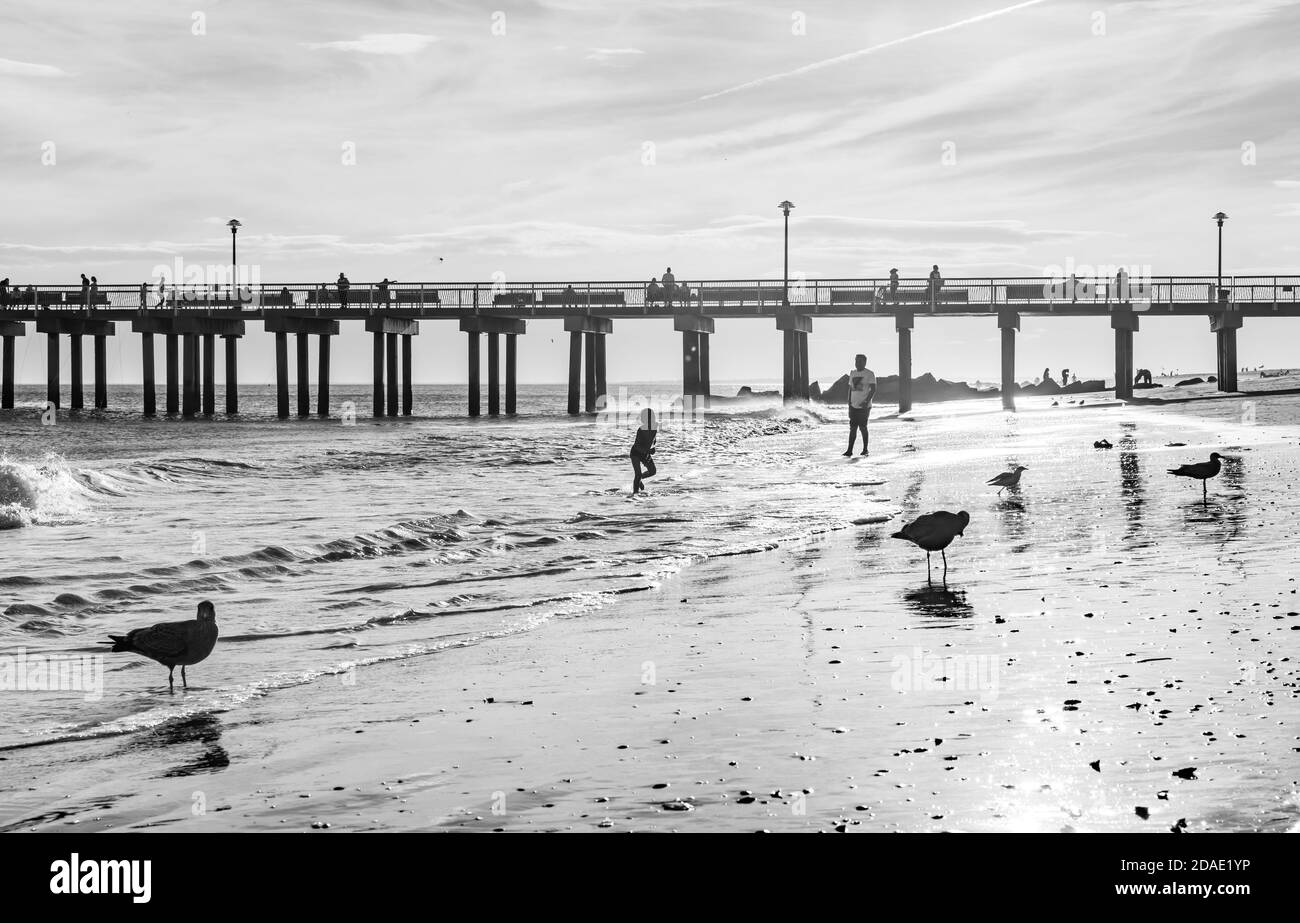Birds on beach coney island hi-res stock photography and images - Alamy