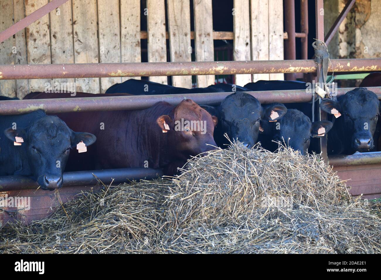 European cattle feeding on hay in the stall. Czech Republic, Europe ...