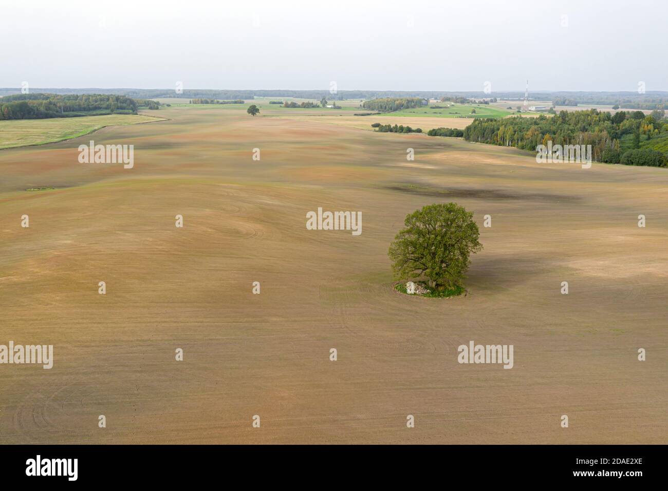 a single tree in the middle of a brown ploughed field, agriculture and ...