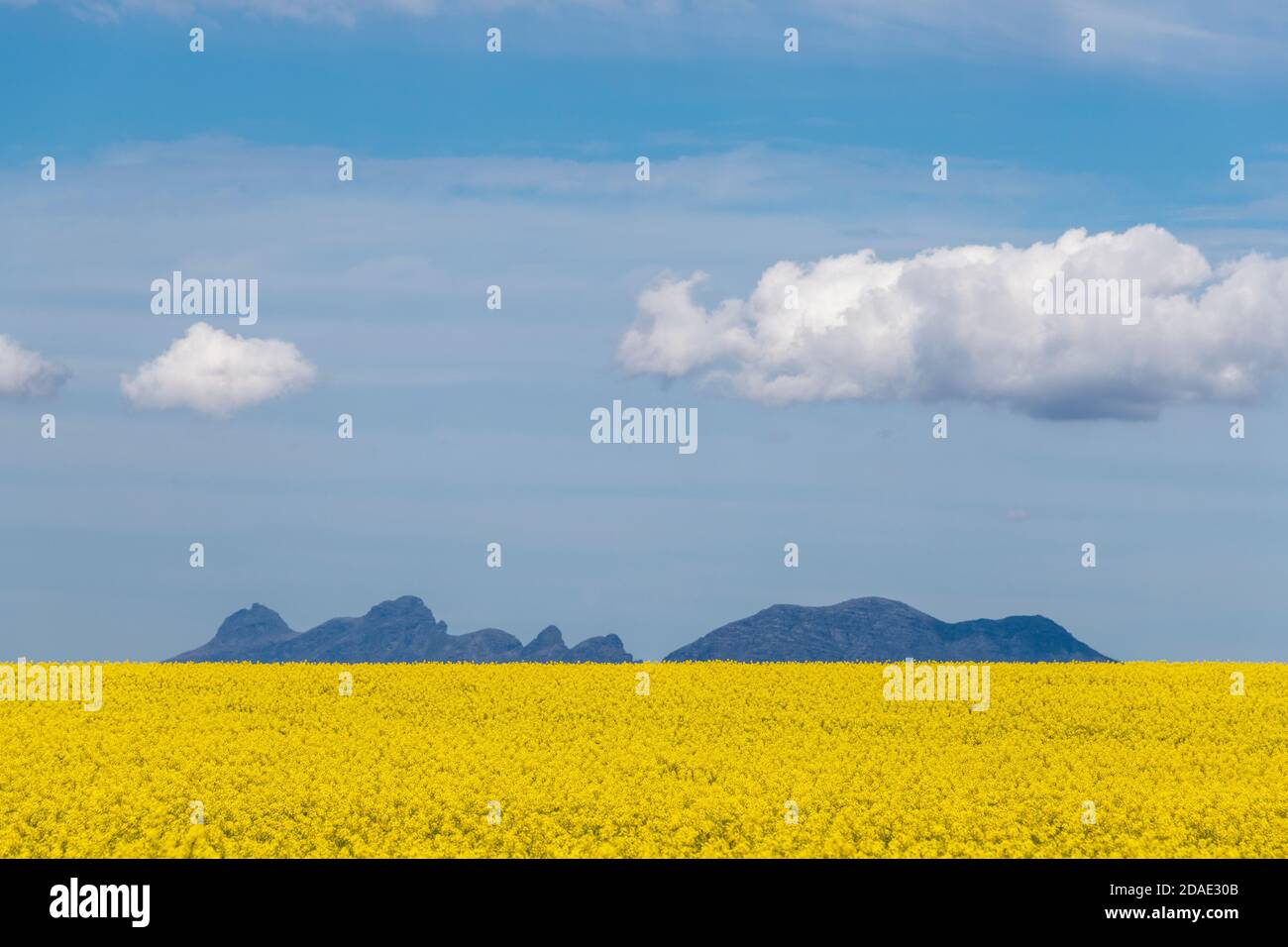 View of the Stirling Ranges NP across a canola field Stock Photo - Alamy
