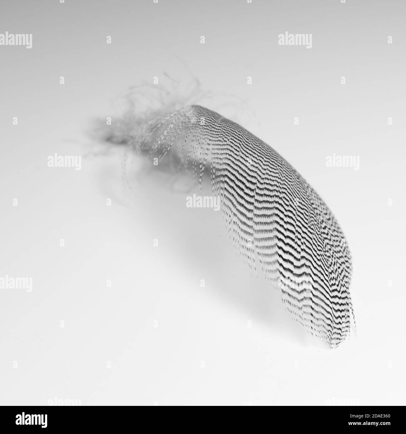 Single feather photographed in studio Stock Photo - Alamy