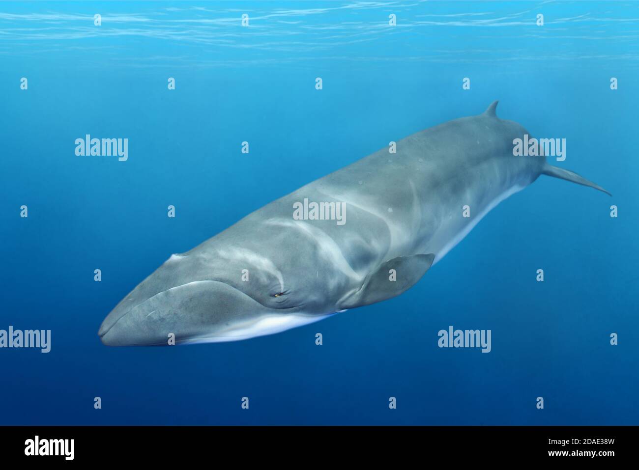 Smallest marine mammal hi-res stock photography and images - Alamy