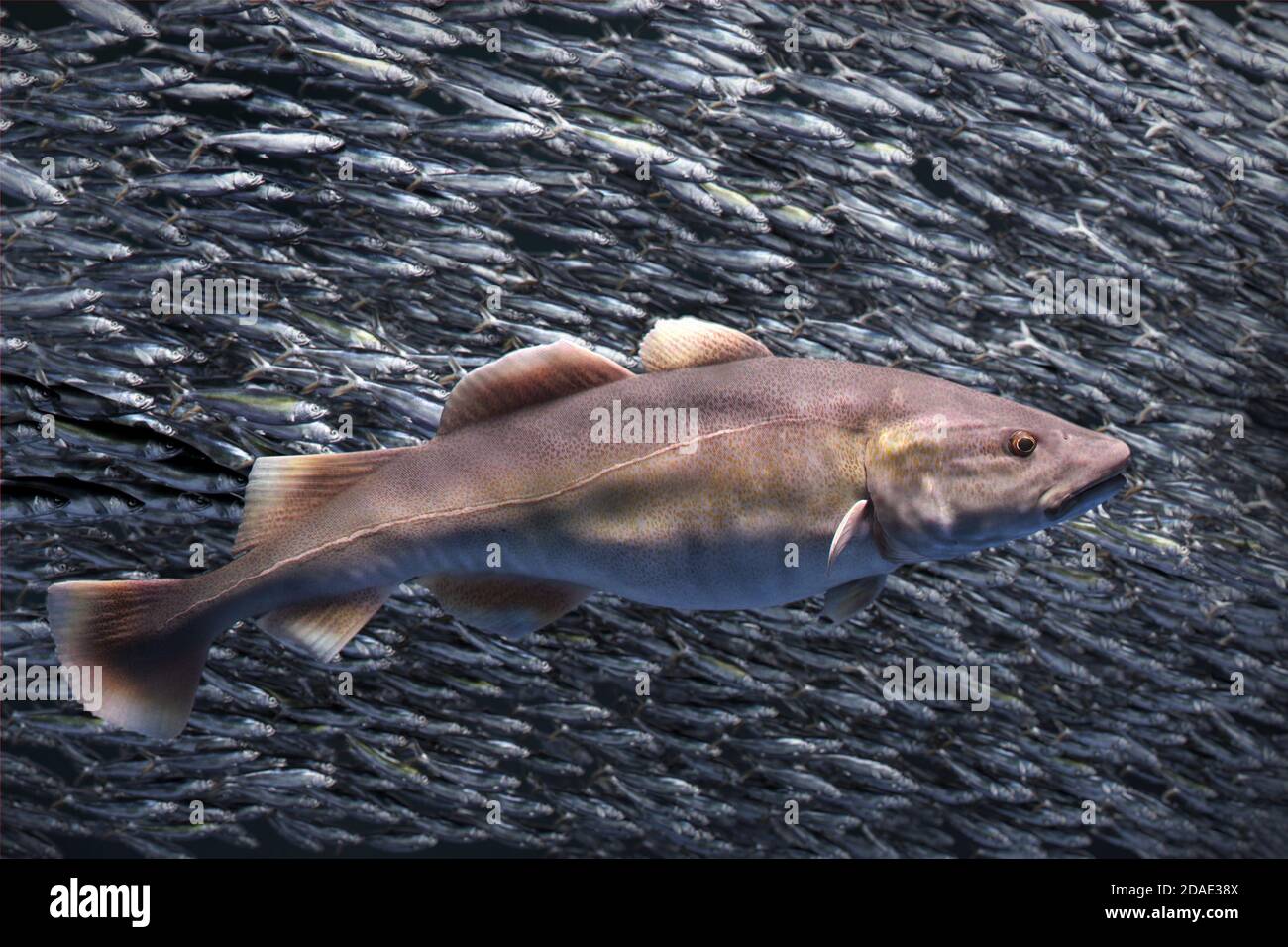 Atlantic cod, Gadus morhua, in school of herring Stock Photo - Alamy
