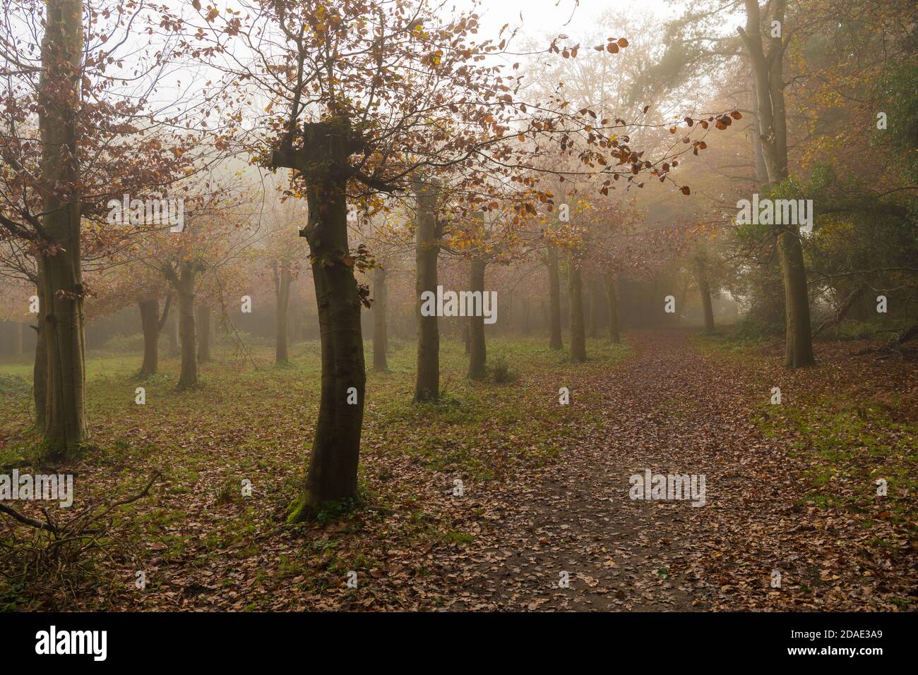 Pollarded beech trees in an autumn woodland scene. England, UK Stock ...