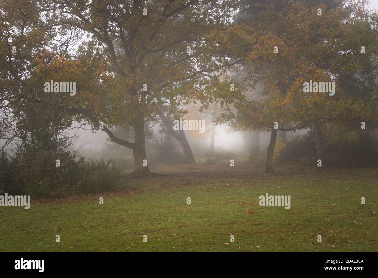 Woodland scene in autumn. England, UK Stock Photo - Alamy