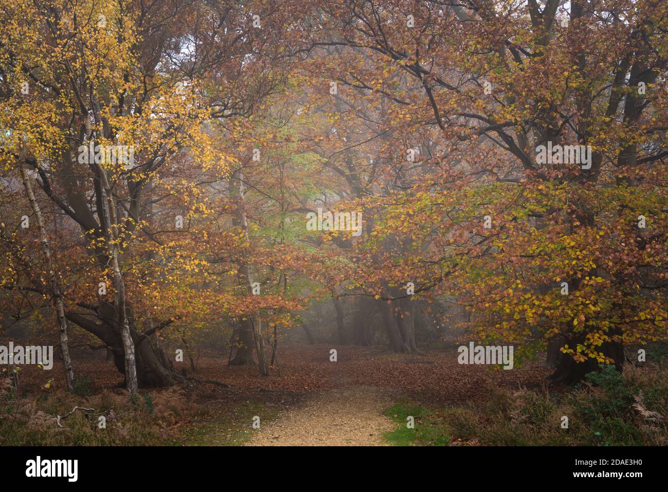 Woodland scene in autumn. England, UK Stock Photo - Alamy