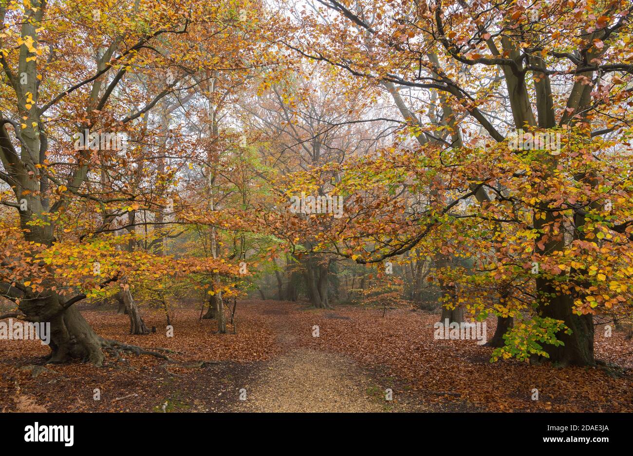 Woodland scene in autumn. England, UK Stock Photo - Alamy