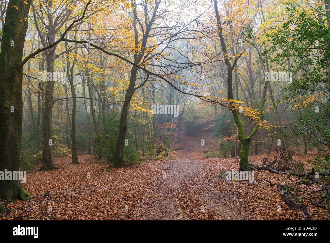 Woodland scene in autumn. England, UK Stock Photo - Alamy
