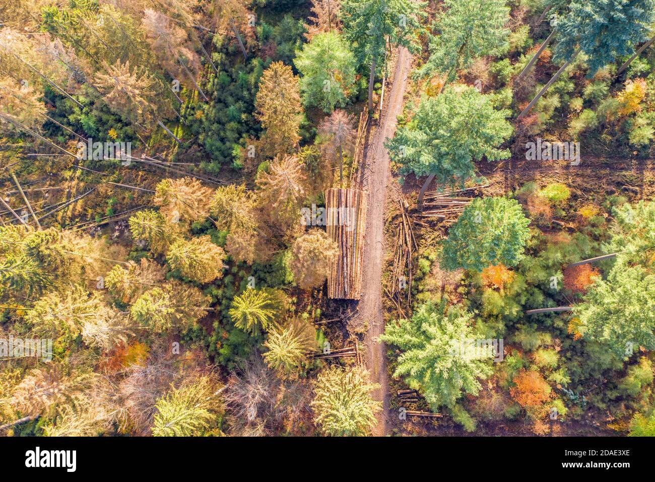 Mixed forest from above hi-res stock photography and images - Alamy
