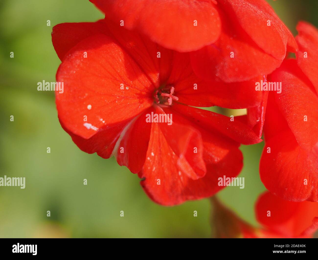 geranium aka cranesbill plant (scientific classification Geraniales ...